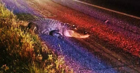 Four legged friends (and enemies): Texas: Giant alligator nearly run ...