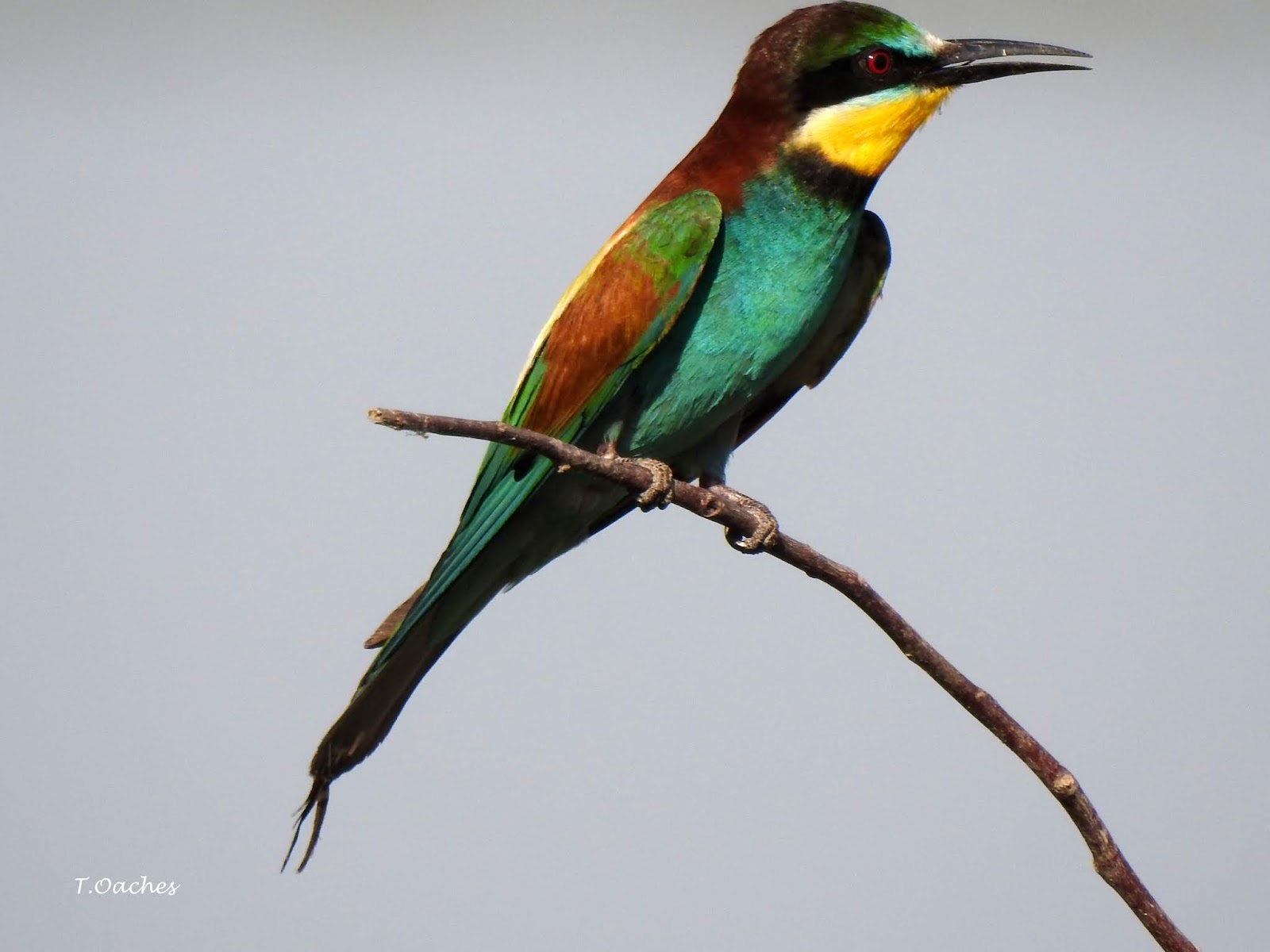 PASARI DIN ROMANIA: PRIGORIE, Merops apiaster