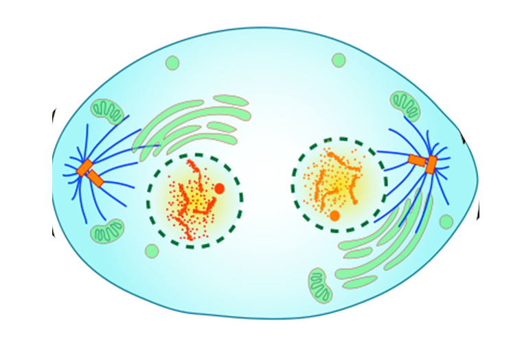 CICLO Y DIVISIÓN CELULAR