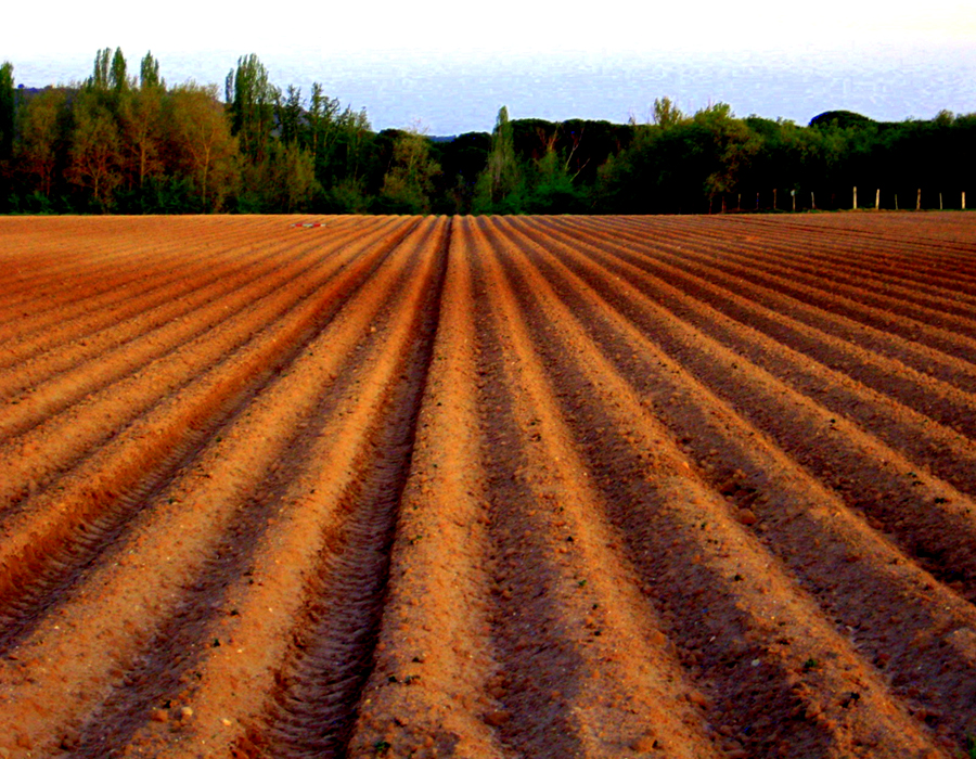 Manual de Cultivo de Dinero: 3. SURCOS