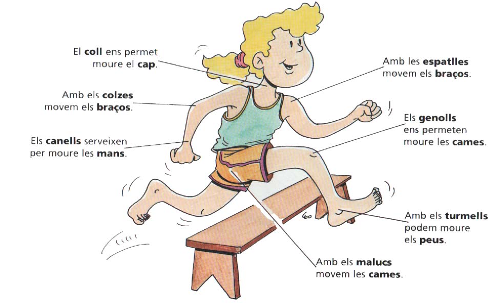 EL COS HUMÀ: 7. LES ARTICULACIONS