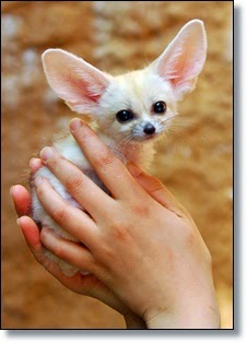 The Pet Tree House - Where Pets Are Family Too : Did You Know that the ...