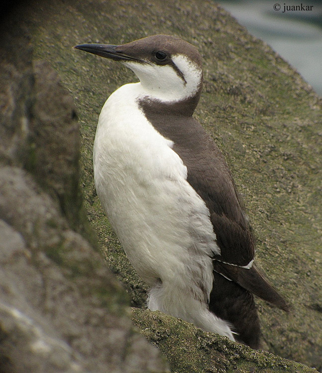 Miradas Cantábricas: El año del Arao