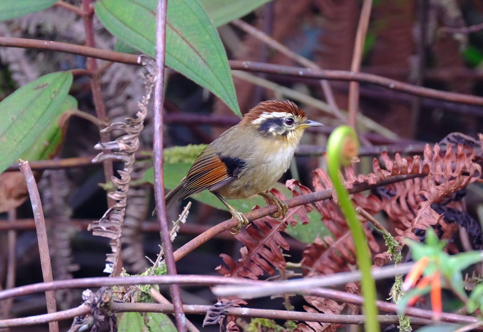 Mike is the name Birding is the game ( Birding in Malaysia - Malaysian ...
