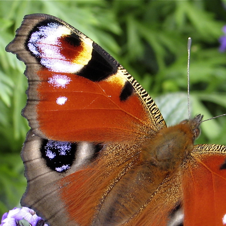 BugBlog: An early start for the butterfly year