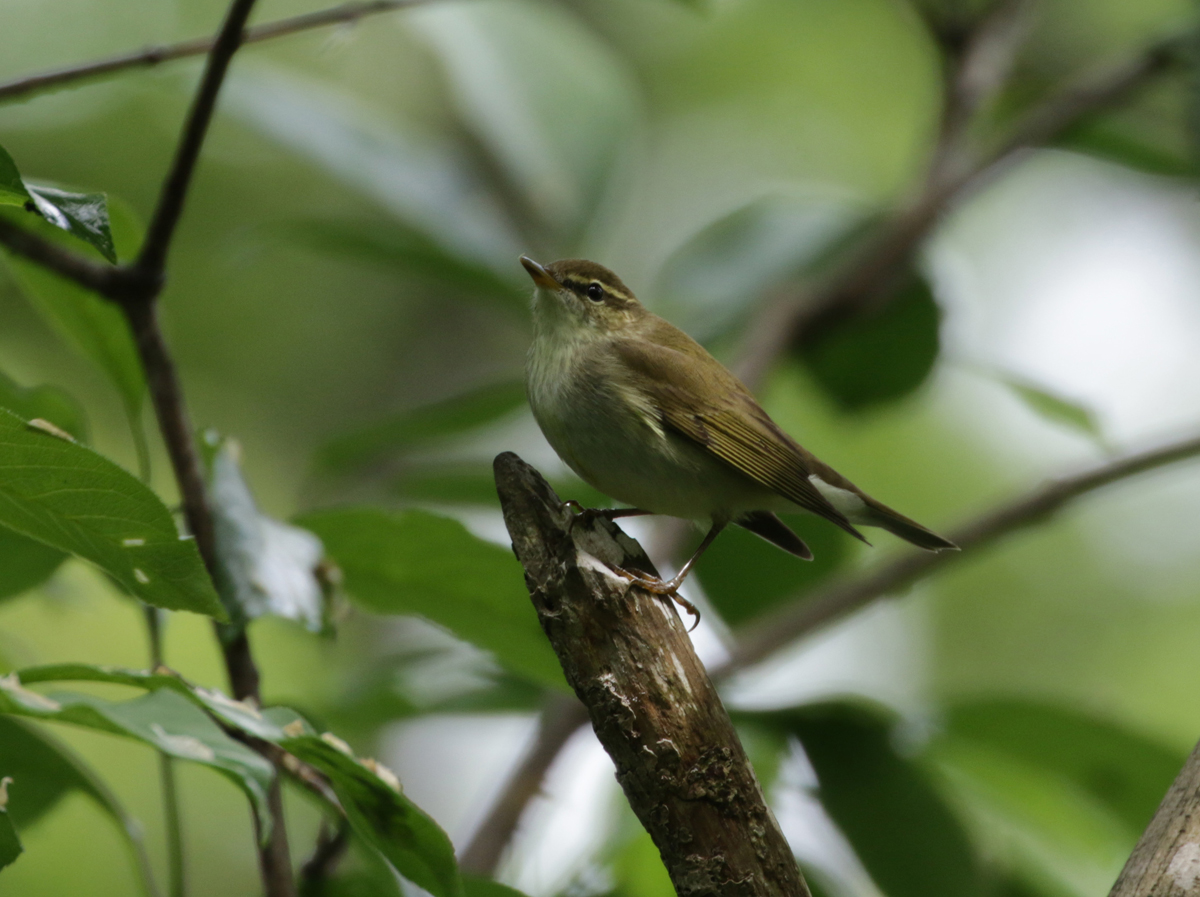 BIRDING - Kyoto, Kansai and Japan: Kamchatka Leaf Warbler