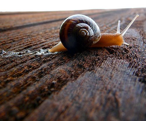 La Méduse et le Renard: Bave d'escargot