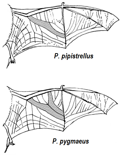 UM DIA DE CAMPO: Pipistrellus pipistrellus Vs Pipistrellus pygmaeus