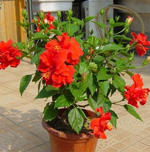 11 Manfaat Daun Bunga Sepatu untuk Kesehatan dan Kecantikan - Segudang ...