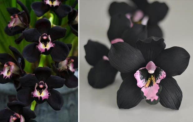 Mengenal Anggrek Hitam dan Fakta Kelangkaannya + Gambar | Gambar Bunga