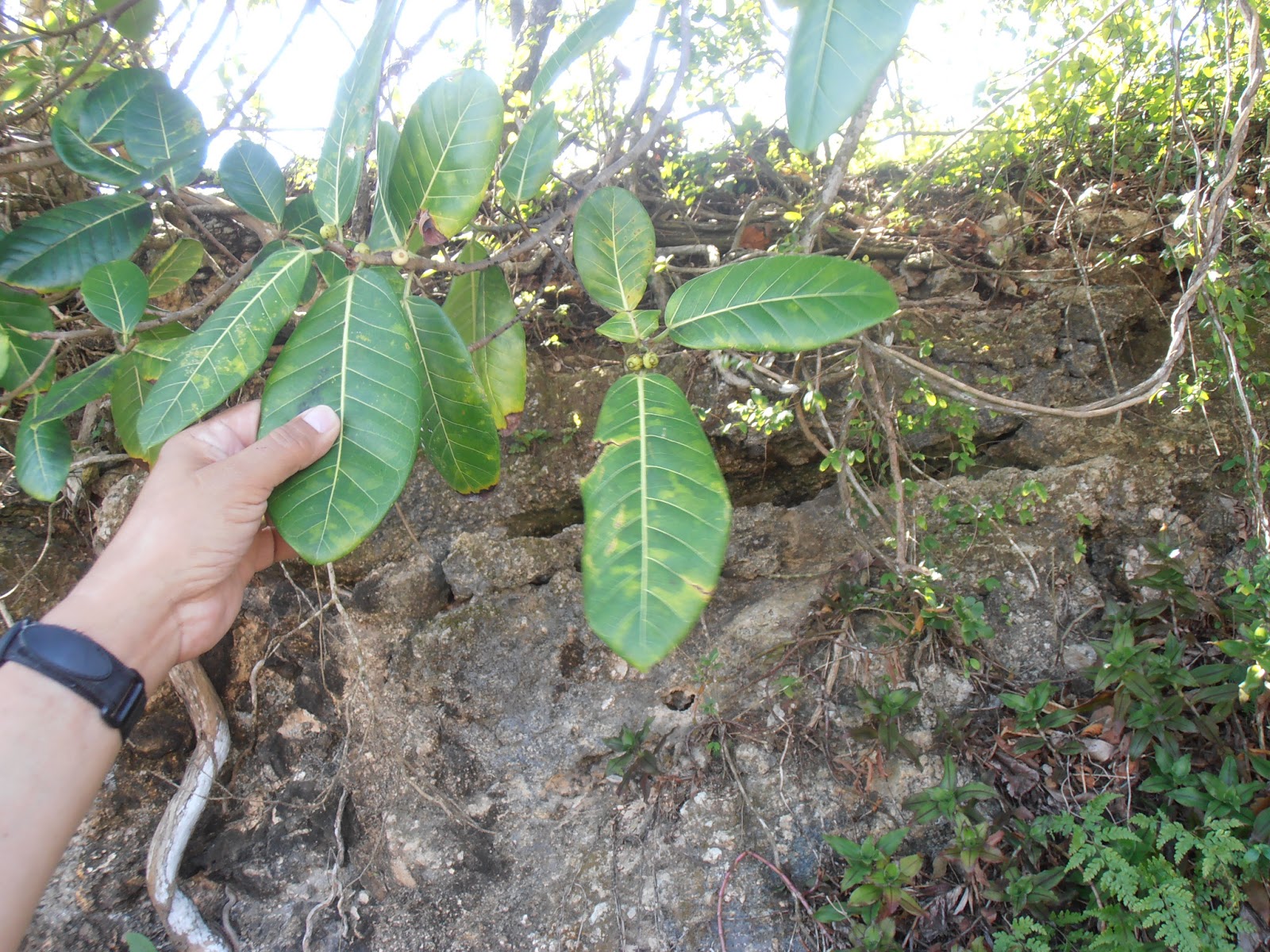 Flora de Puerto Rico Ilustrada Papo Vives: MORACEAE FICUS STHALII ...