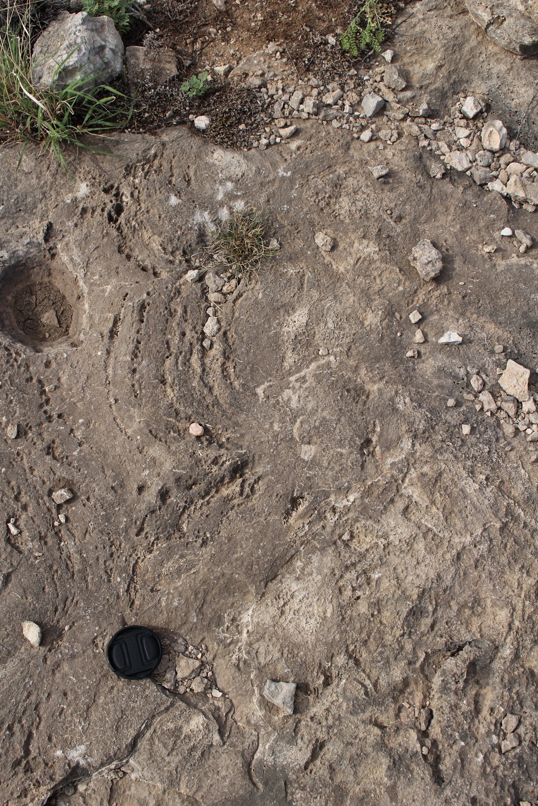 Finding Fossils...: The Permian Capitan Reef