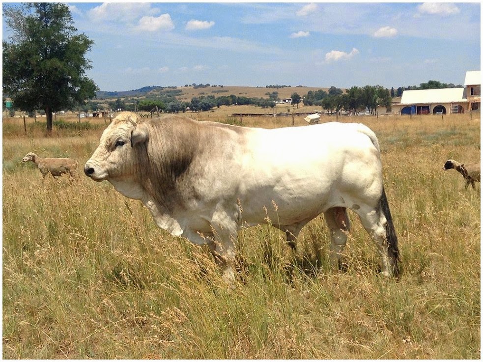 Generalidades de la Ganadería Bovina.: mayo 2014