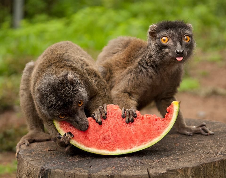 Funny animals of the week - 7 September 2012 (44 pics) | Amazing Creatures