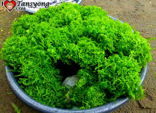 Curious to taste Paco or simply Edible Fern? - I ♥ Tansyong