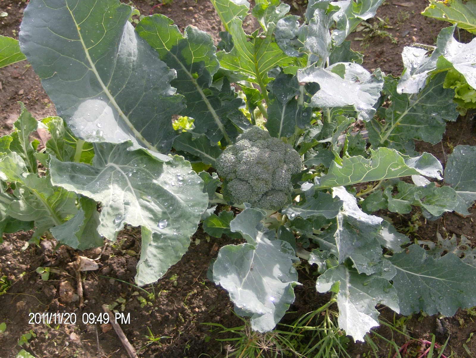 A HORTA DO JOÃO: Broculos
