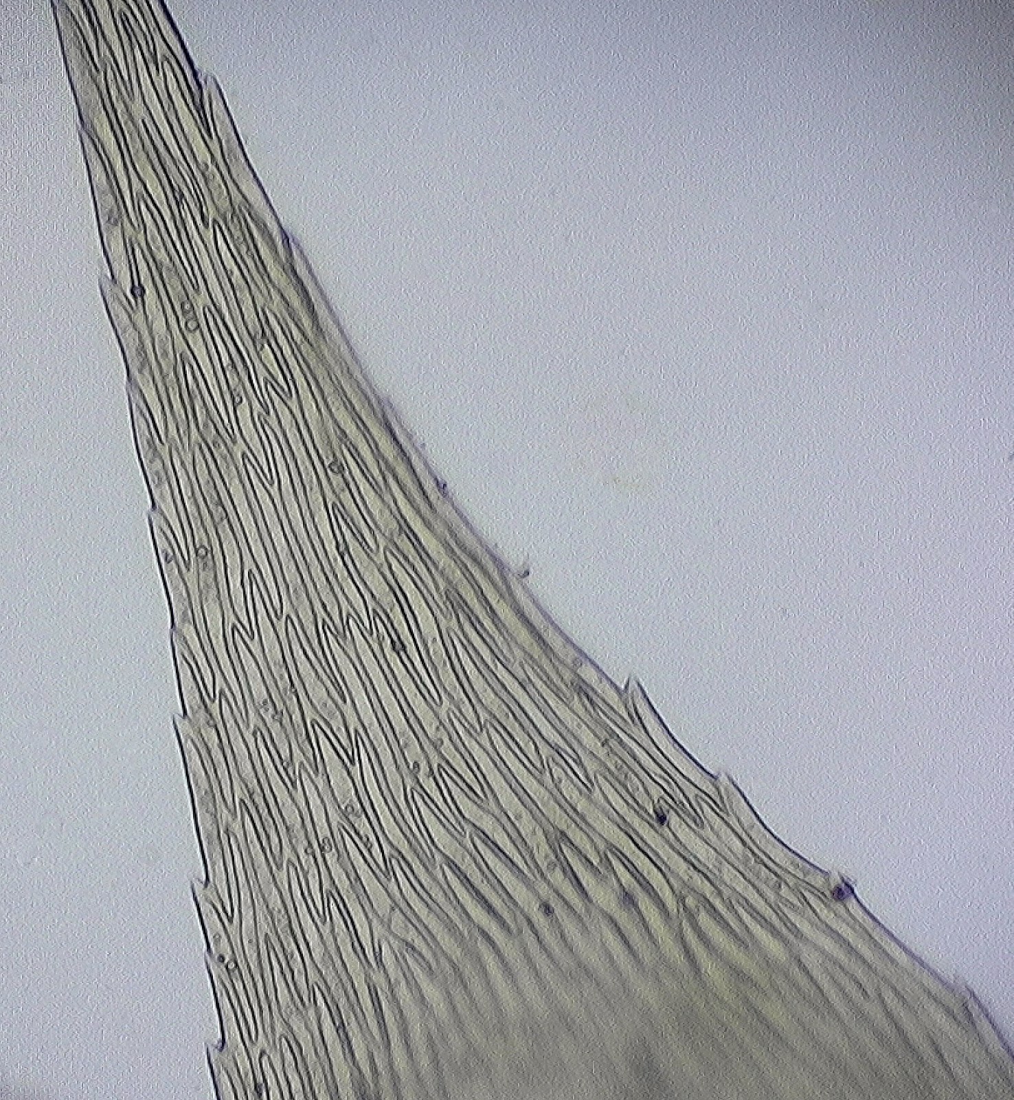 South Wales Bryophytes: Brachythecium glareosum