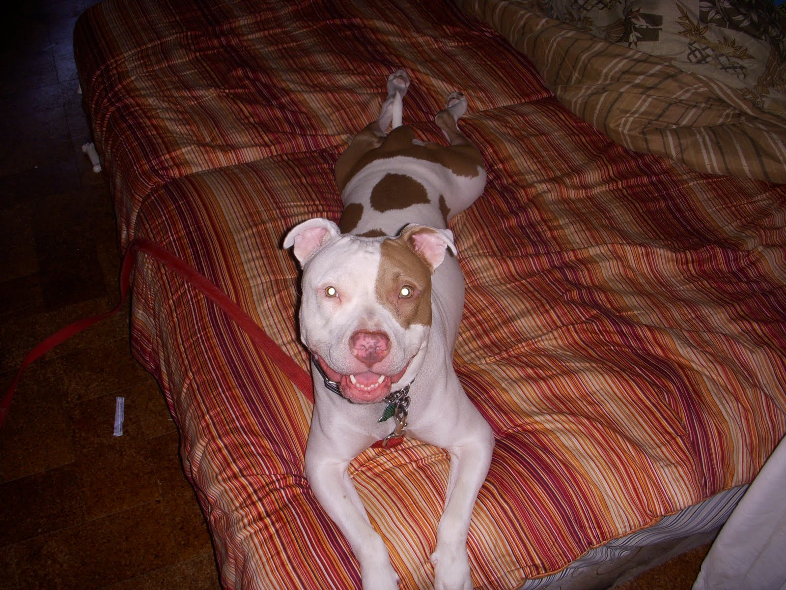 Pit Bull Frogs: Pit Bull Frog Photos