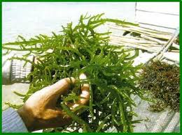 Rumput Laut Indonesia: Rumput Laut Komoditas Unggulan Nasional Berorientasi Ekspor