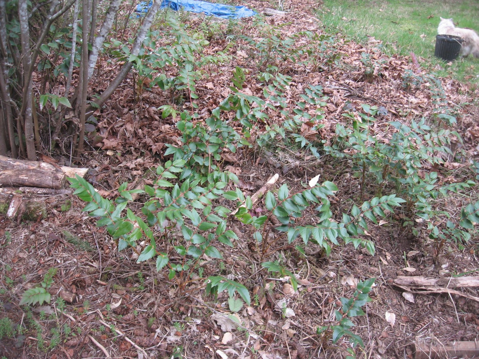 Weeding on the Wild Side: Enduring Evergreen Ground Covers