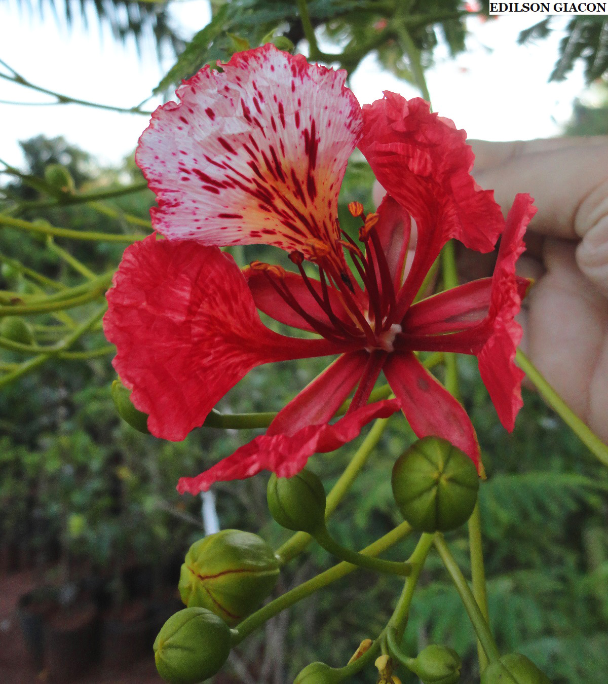 Viveiro Ciprest - Plantas Nativas e Exóticas: Outubro 2017