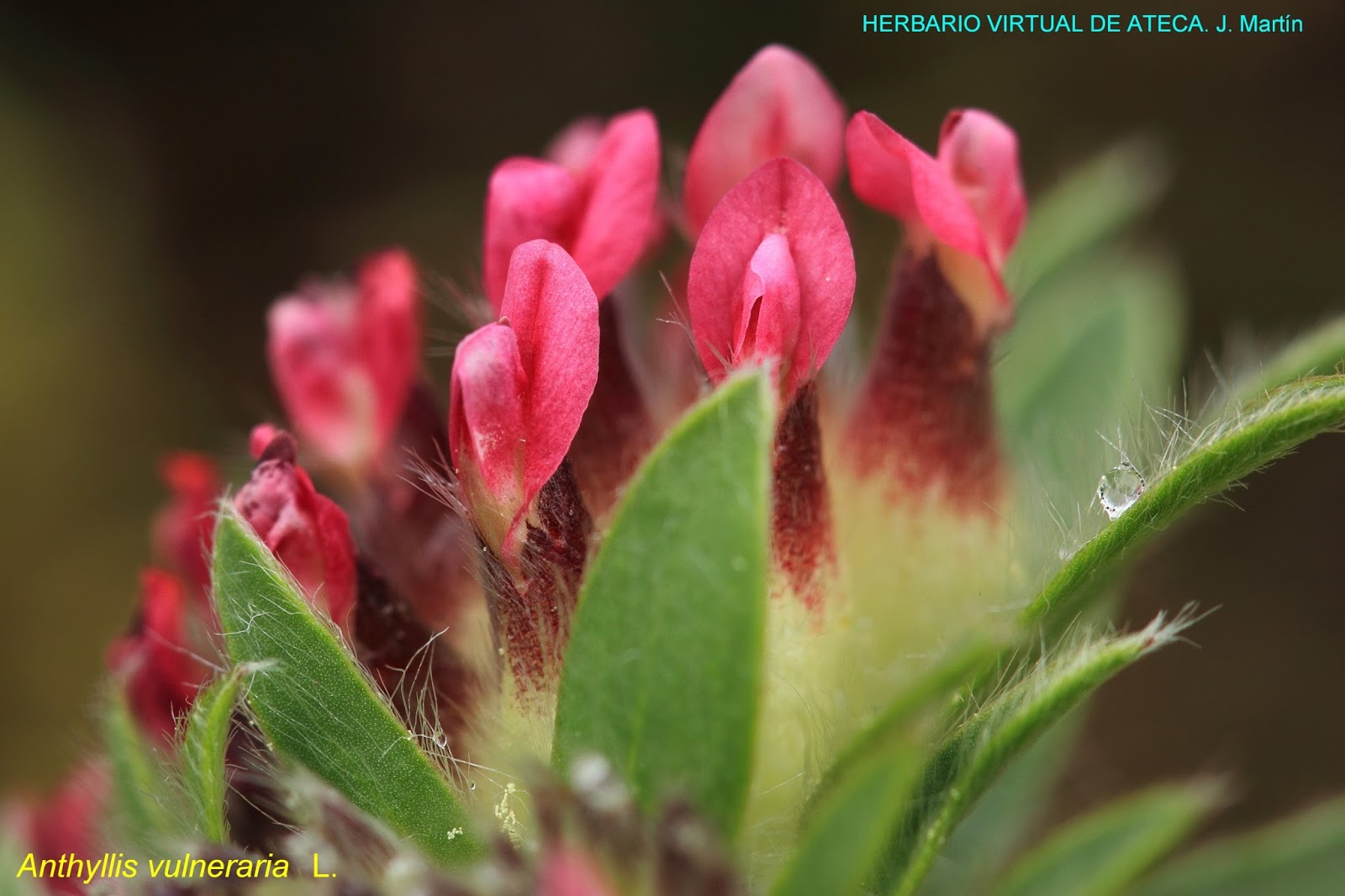 Flora silvestre de Ateca: Anthyllis vulneraria.