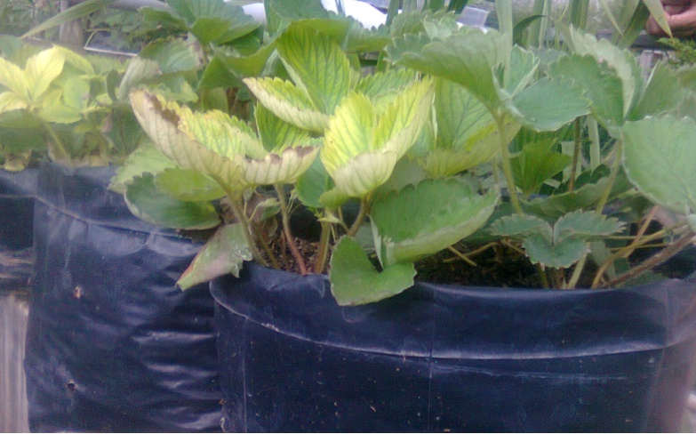 Cara Memenuhi Nutrisi Penting Tanaman dari Air Leri - Inspirasi Berkebun