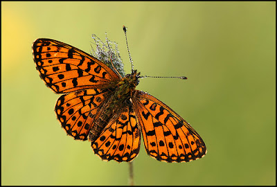 Butterfly Information-Facts and New Photos | The Wildlife