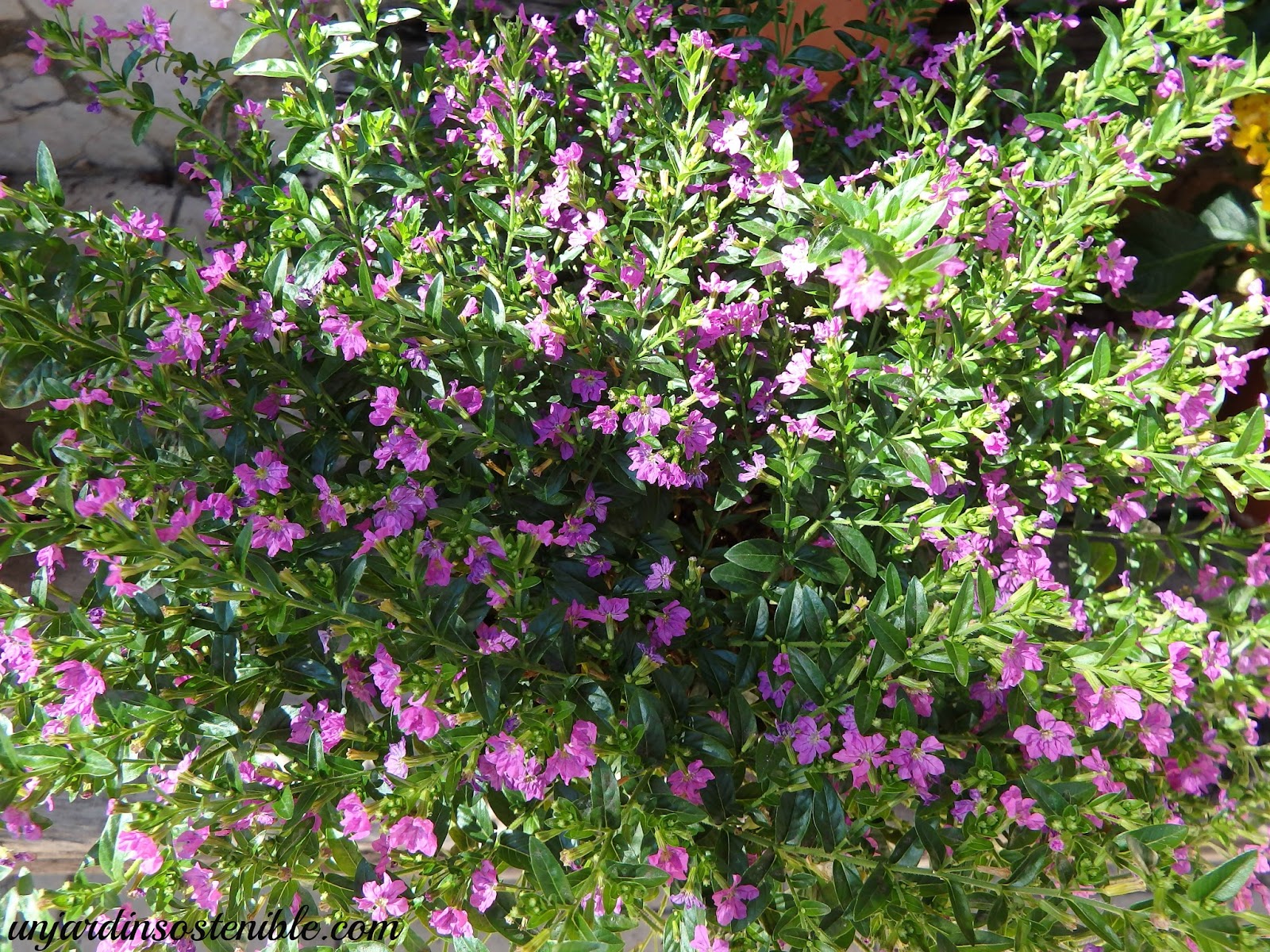 Cuphea hyssopifolia (Cufea, falsa brecina, falso brezo mexicano etc.)