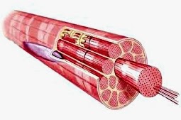 Tipos de fibras musculares y su relación con el rendimiento deportivo