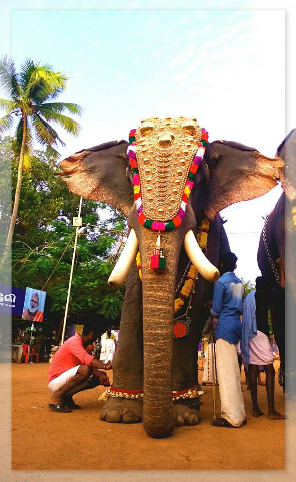 Pambadi Rajan -Kerala Elephant - Gajarajan Pambadi Rajan