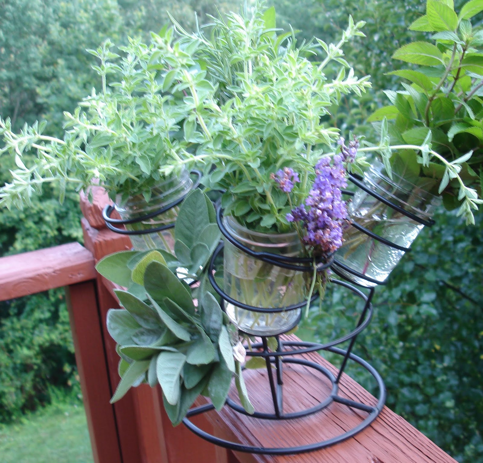 Blue Starr Gallery: Fresh Herb Display