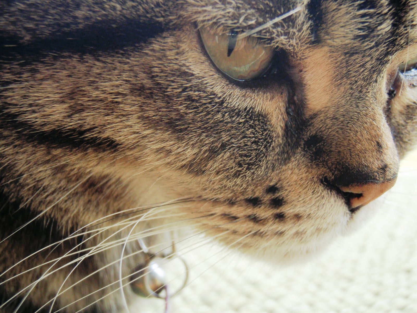 The Chronicles of Cardigan: A Bunch of Lovely Tigger Photos (because I ...