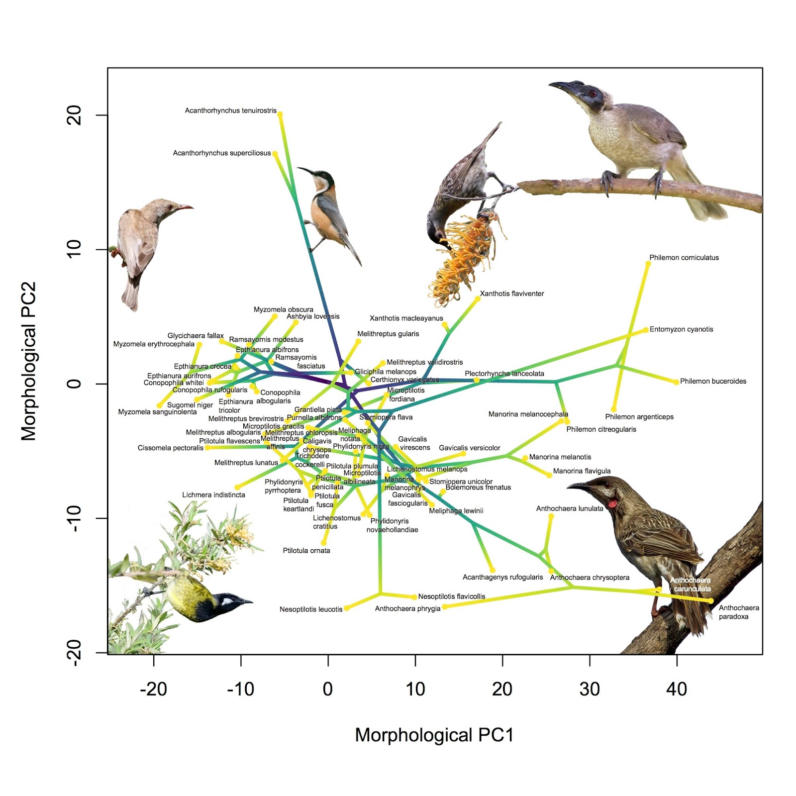 Interspecific Competition Birds
