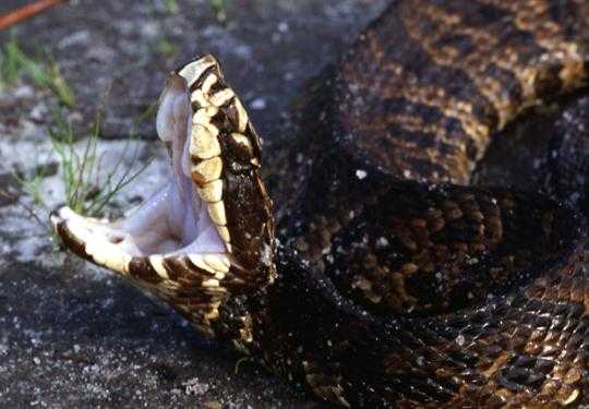 Science Facts: Seven Top Scariest, Venomous Big Snakes