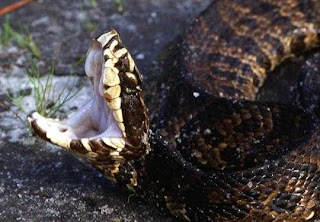 Science Facts: Seven Top Scariest, Venomous Big Snakes