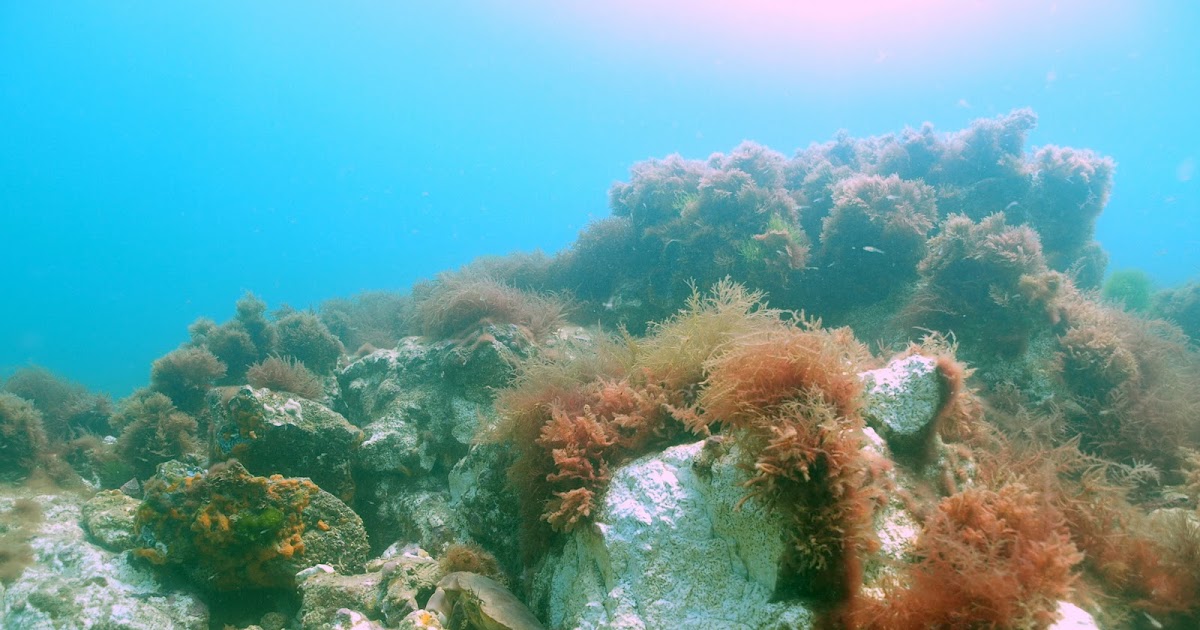 Aquarium of Vulcan: Norfolk Chalk Reef