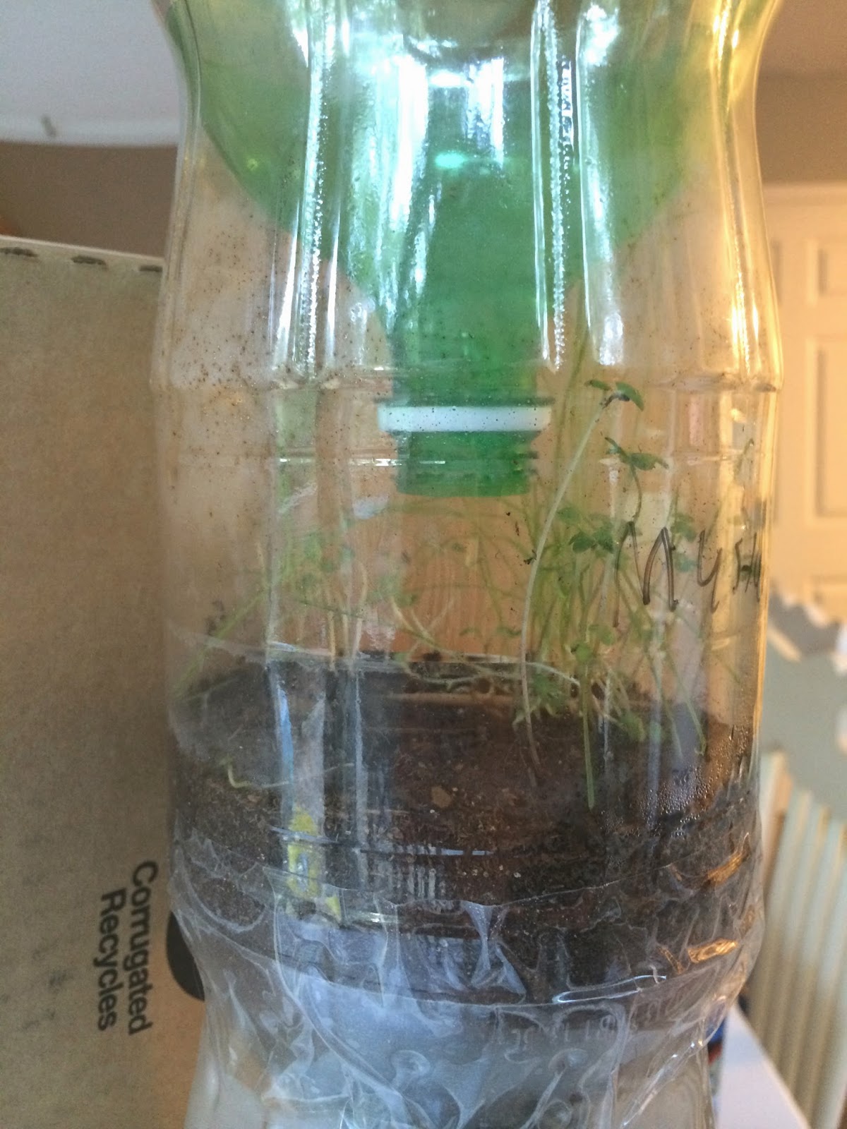 grass stains: Our science project