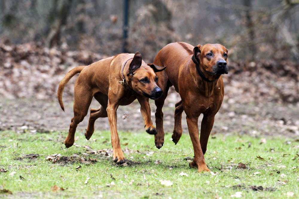 dog side stories: Rhodesian Ridgeback (Ροδεσιανό Ρίτζμπακ)