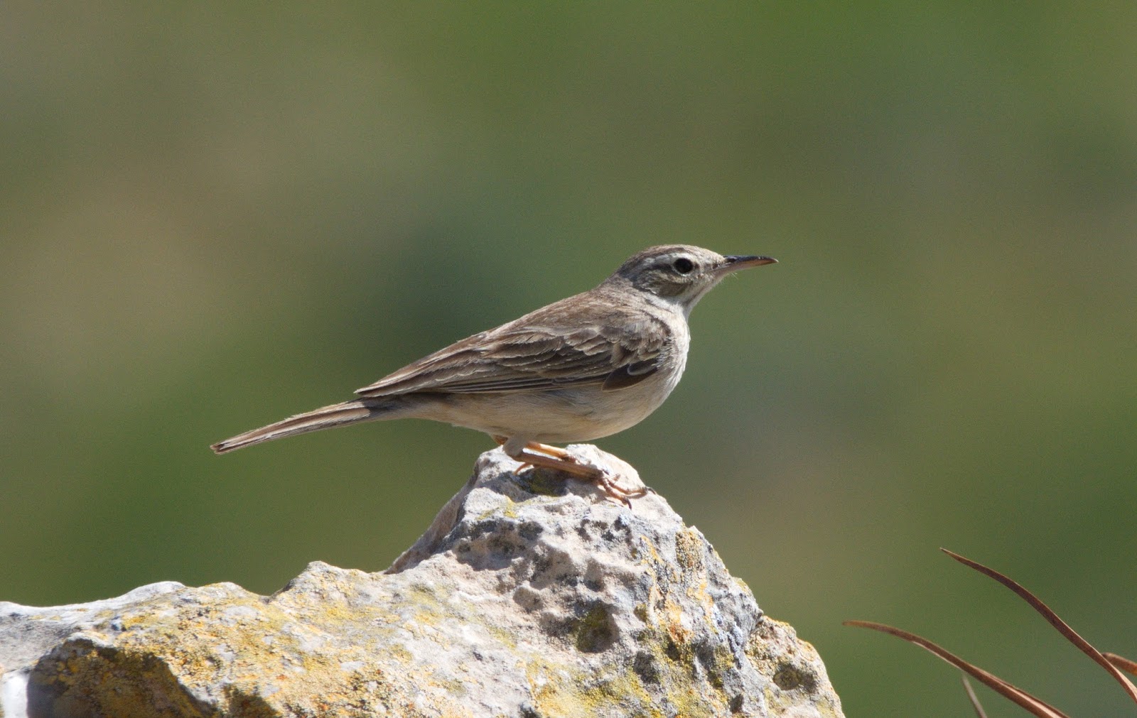 Dominic's Field Photos: Long-billed Pipits - Har Amasa