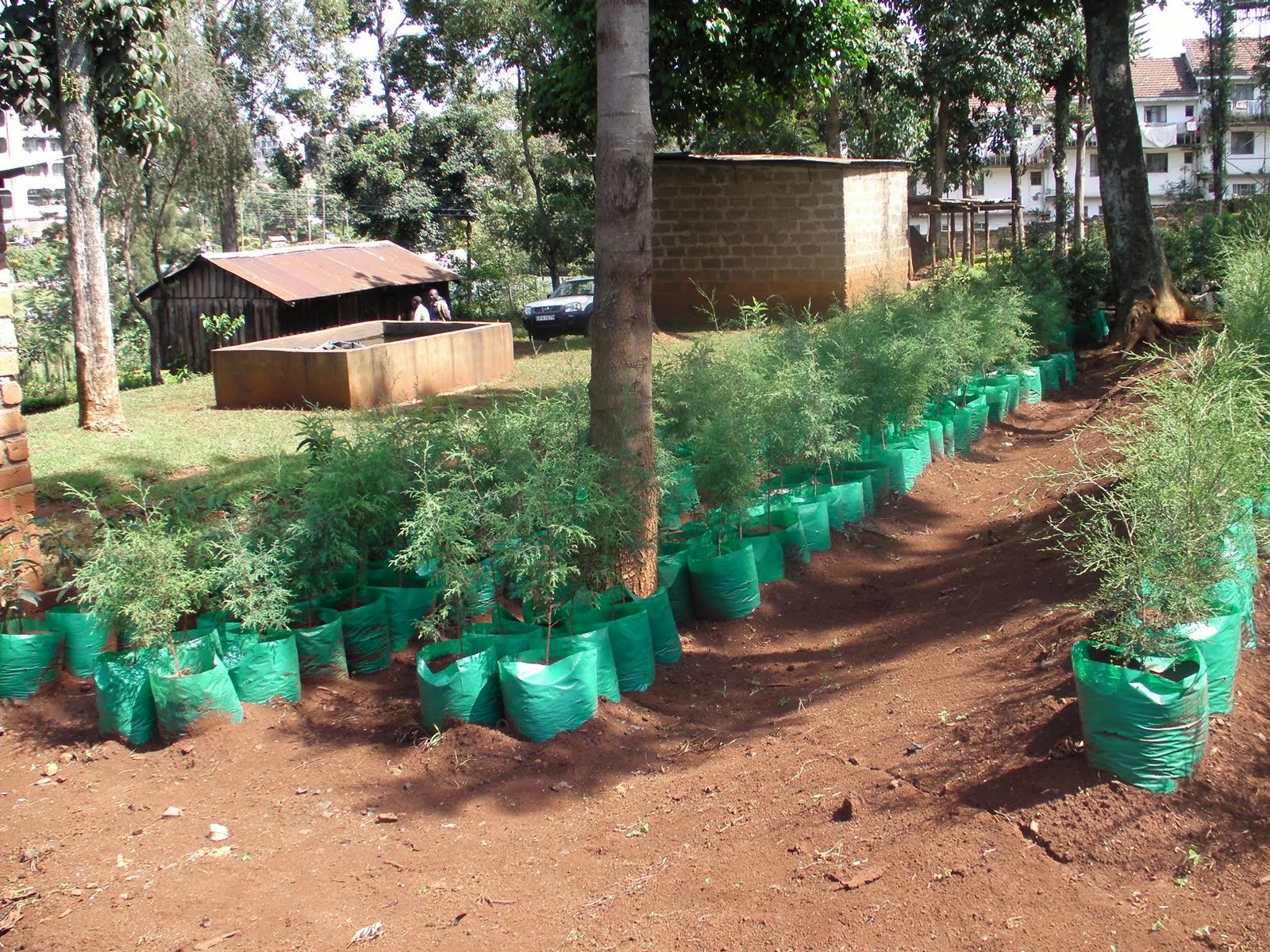 SMALL-SCALE FARMING COMMERCIALIZED: RAISING YOUR OWN SEEDLINGS IS EASY
