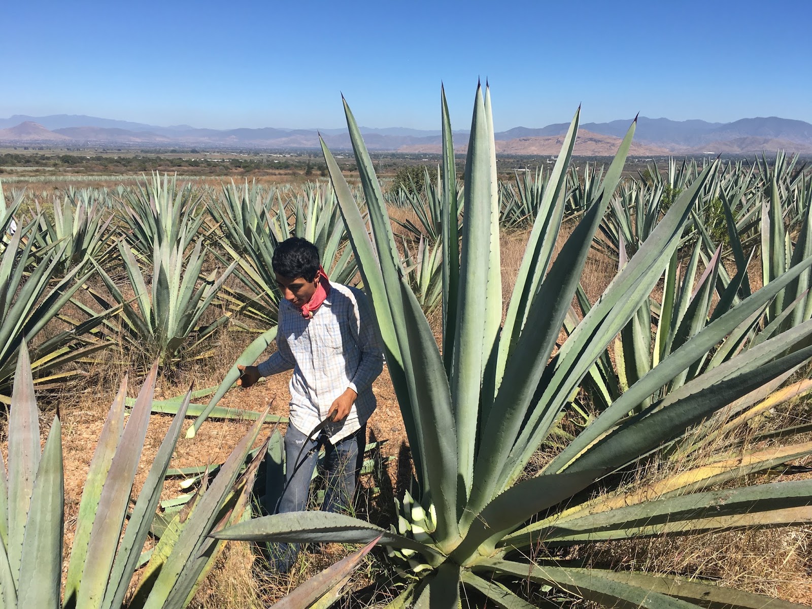 How to Book a Real-Deal Mezcal Tour in Oaxaca