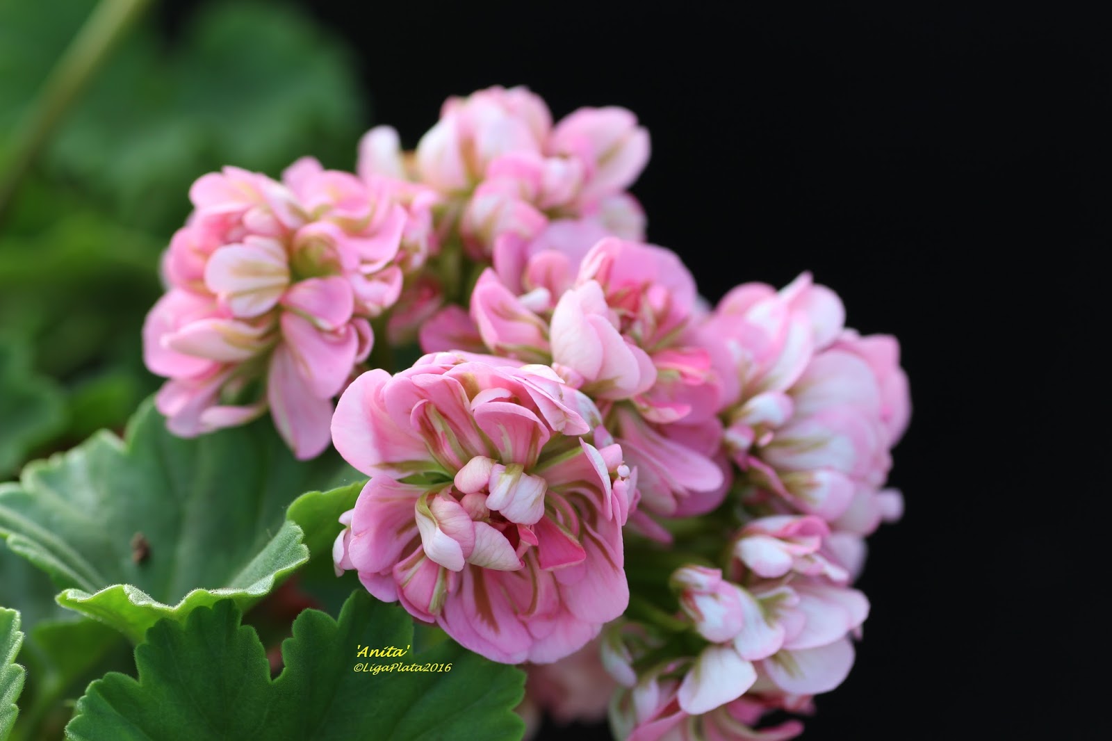 Lìga's pelargoniums.: 'Anita'