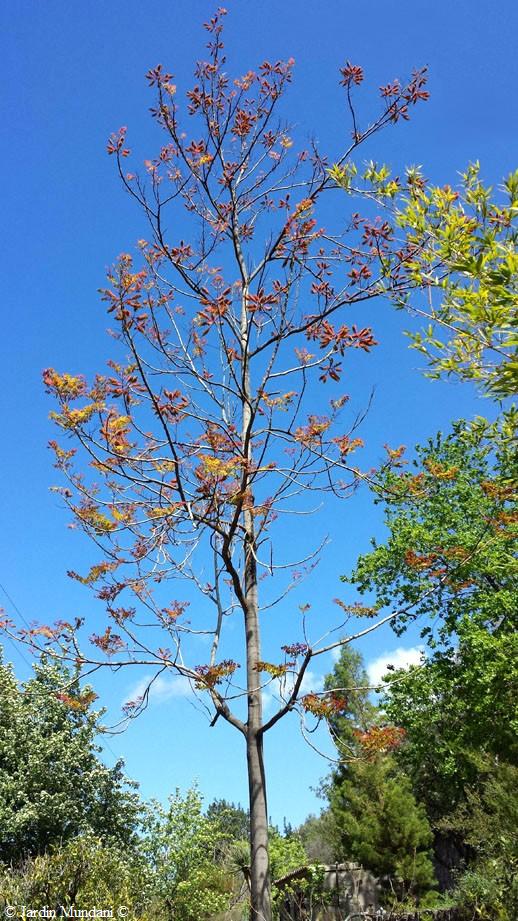 Sangrando en verde: Acrocarpus fraxinifolius, un árbol para el futuro