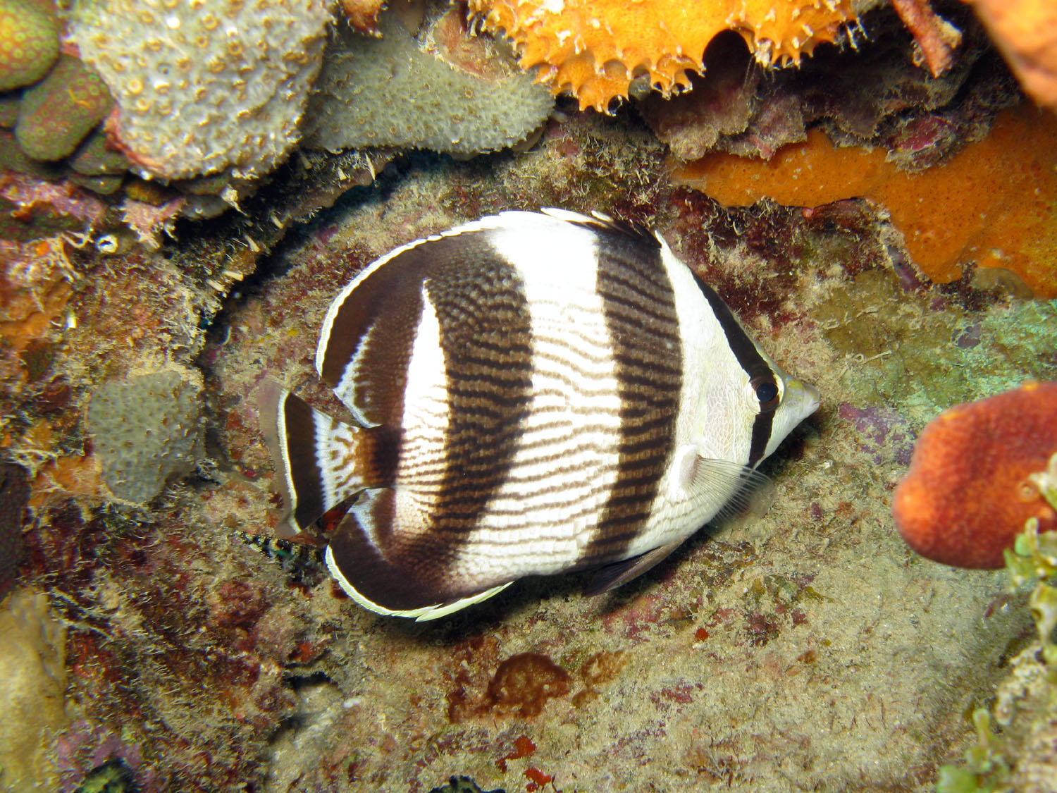 Rambling Jill: Banded Butterflyfish