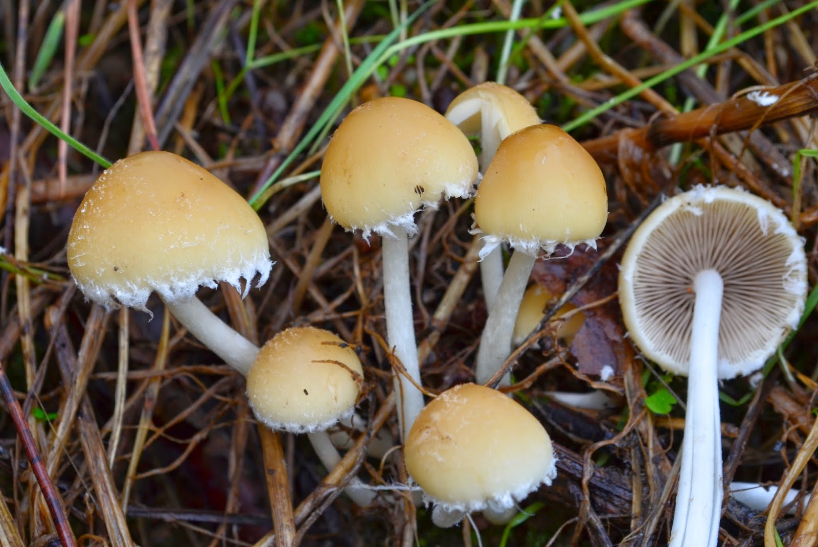 Setas Extremadura : Psathyrella Candolleana