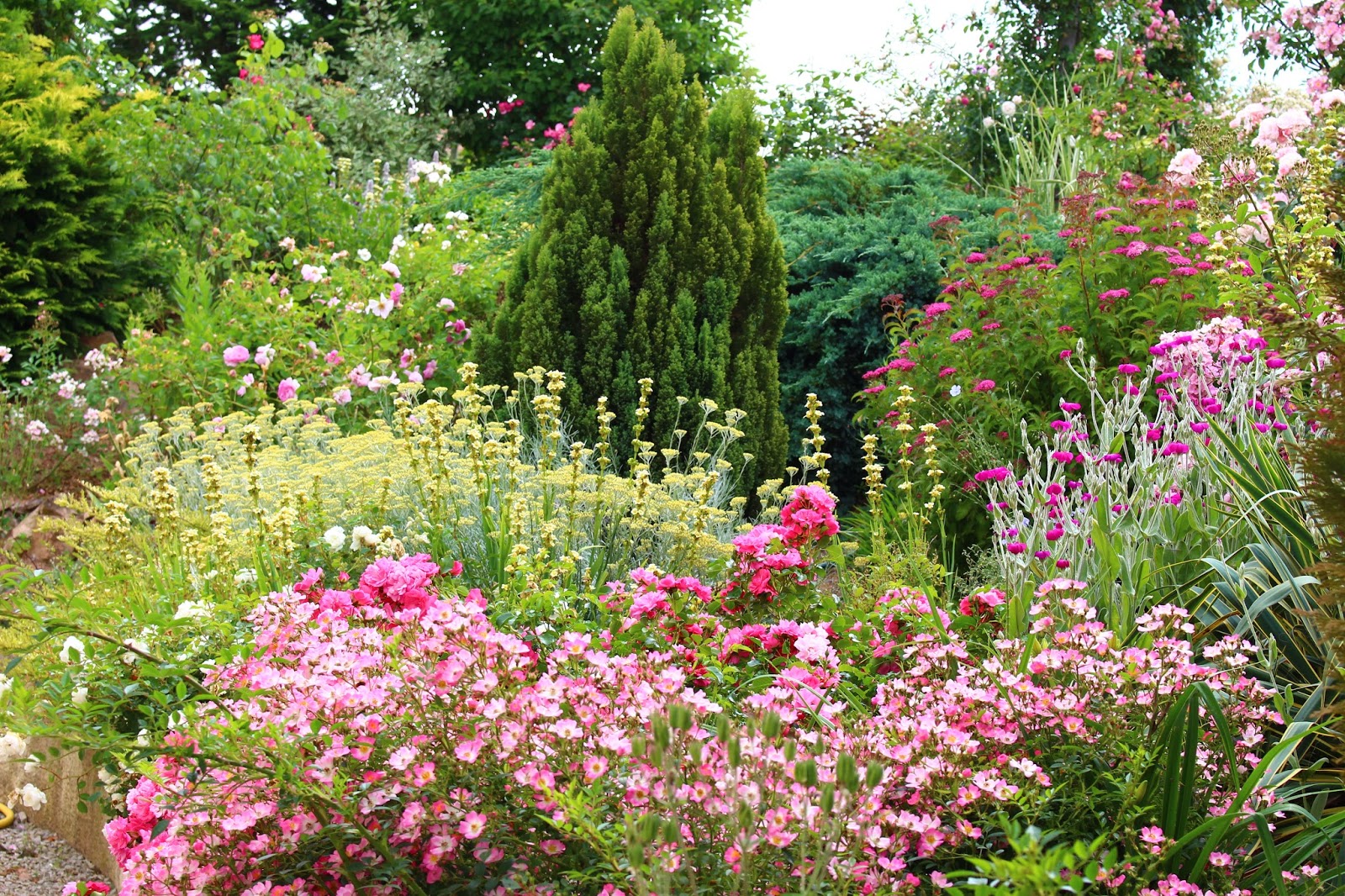 Roses du jardin Chêneland: Une plante vivace, indispensable...