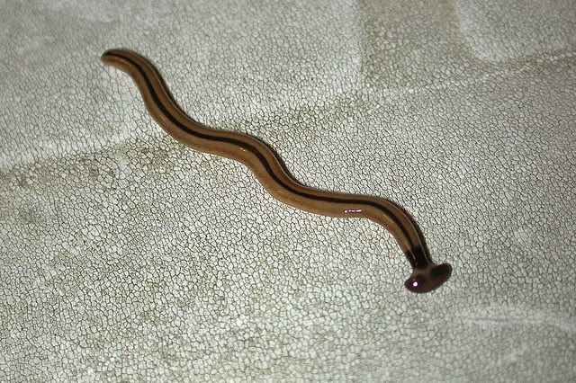 The Bizarre Hammerhead Worm: Substrate Predator Extraordinaire | The ...
