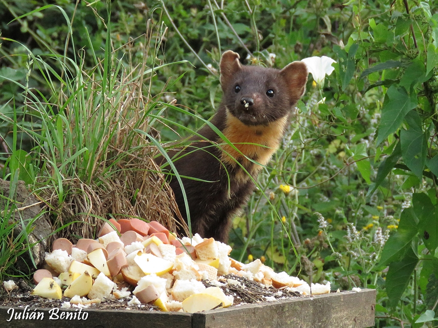 Pajareando por Cantabria: ¡UNA MARTA en el comedero!