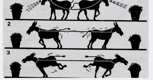 The story of two Donkeys who want to enjoy the fresh grass